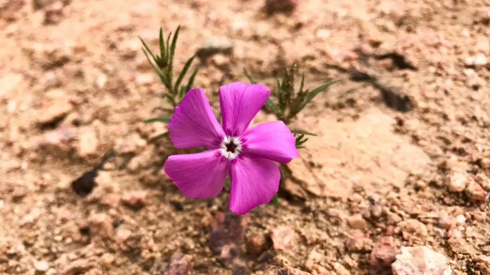 Desert_flower_iphone_7